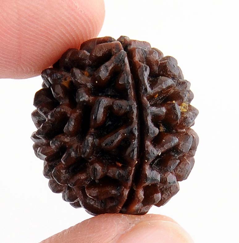 Buy 2 face Rudraksha Online In Nepal