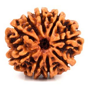 Buy 9 face Rudraksha Online In Nepal