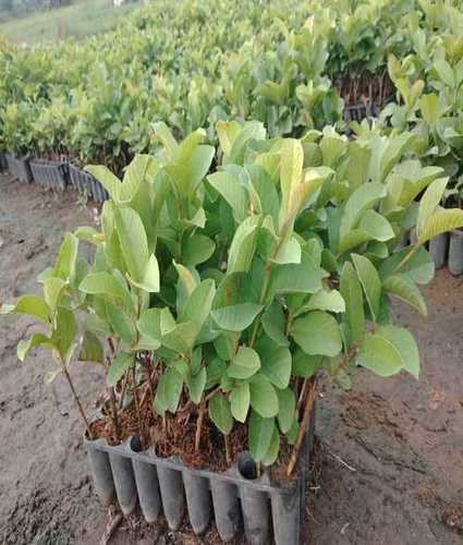 Taiwan Pink Guava Fruit Plant – Fresh, Sweet Guava Tree for Your Garden