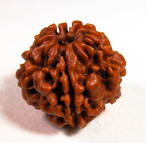 Buy 2 face Rudraksha Online In Nepal